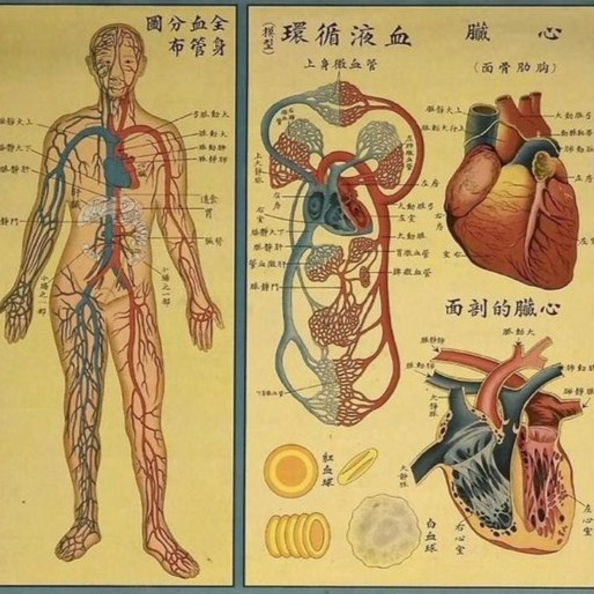 Tattoo uploaded by Rachel Dawson • Antique acupuncture chart # ... Tattoo uploaded by Rachel Dawson • Antique acupuncture chart # ...