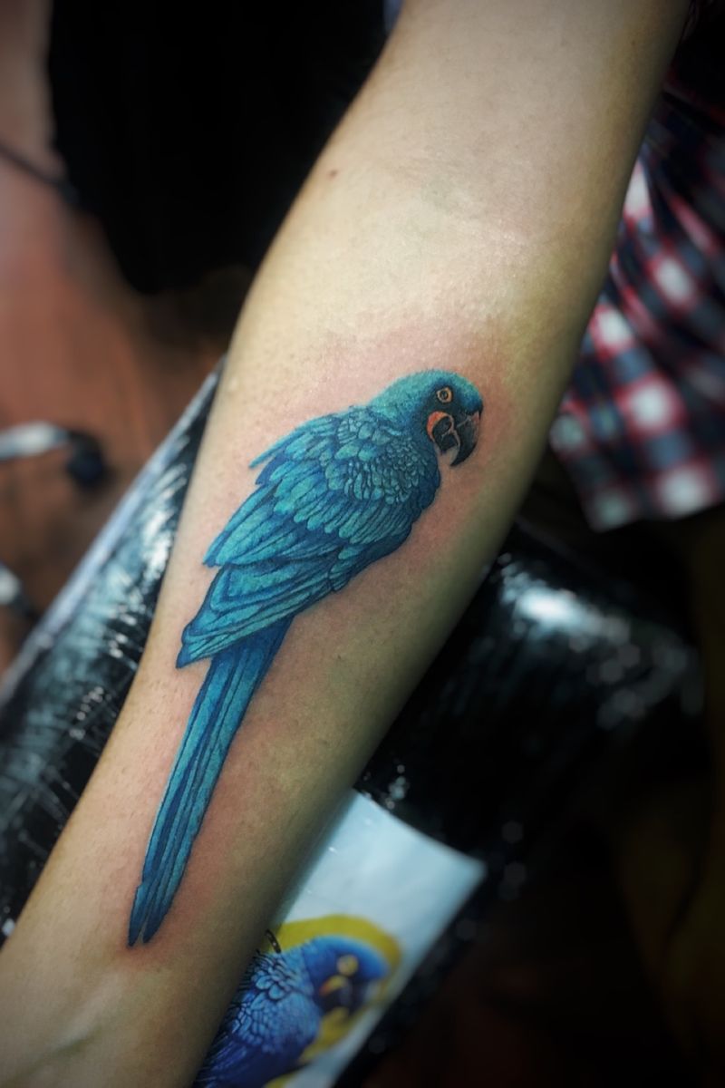 Tattoo uploaded by Pablo Cantariño • Blue papagayo • Tattoodo