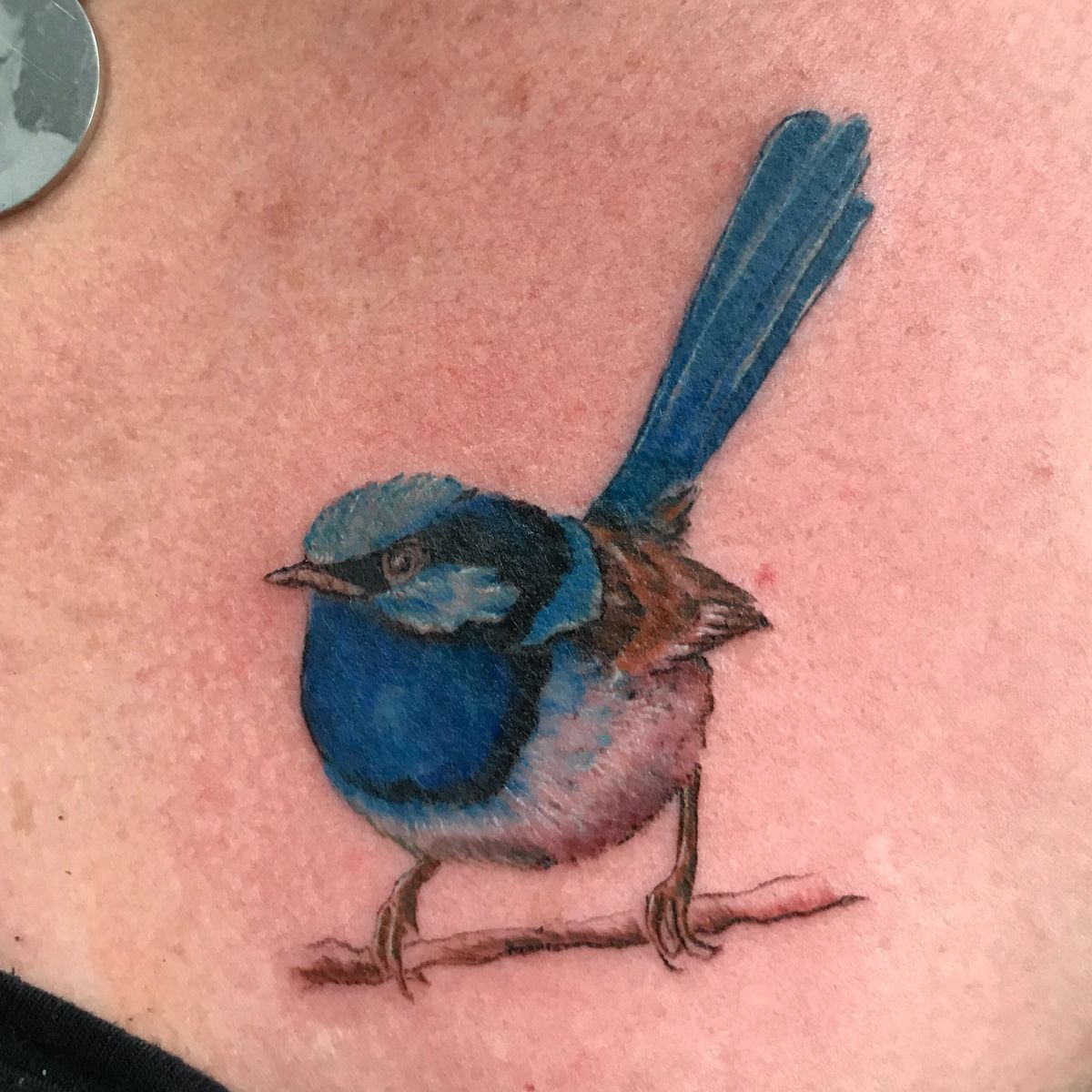 Tattoo uploaded by Danyelle James • Fairy Wren • Tattoodo