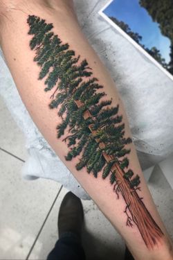 Redwood Tree Tattoo Ribs