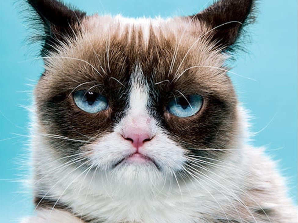 Tardar Sauce Cat Cute