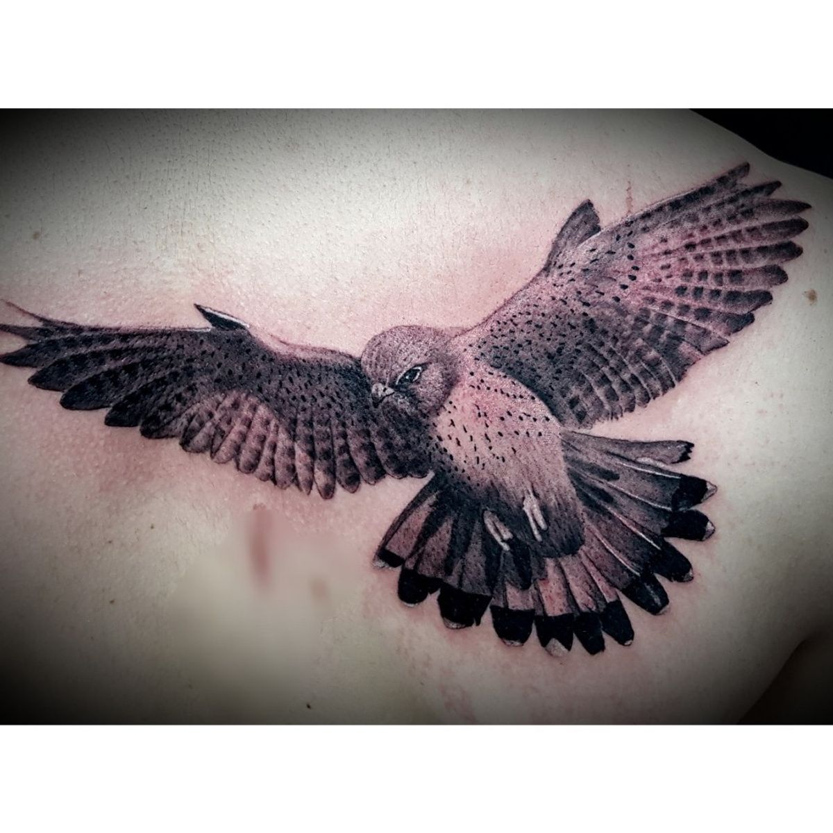 Tattoo uploaded by Dee Inkslinger • European kestrel • Tattoodo