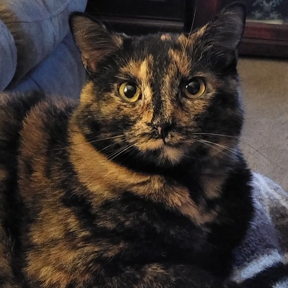 Tattoo uploaded by Dottii Bole • Tattoodo