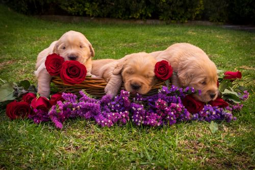 Tattoo uploaded by Octavio Vázquez • Tattoodo