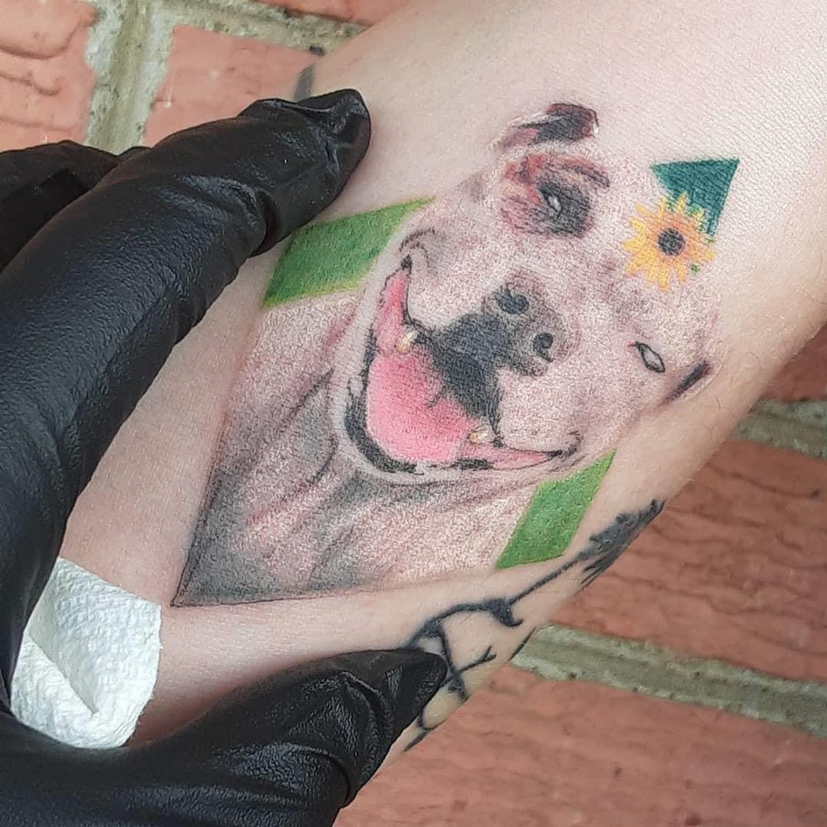 Tattoo uploaded by @gata_incs • Micro realistic pitty • Tattoodo