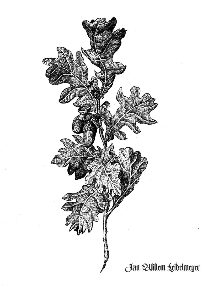 Tattoo uploaded by Jan Leidelmeyer • An intricate botanical style flash ...