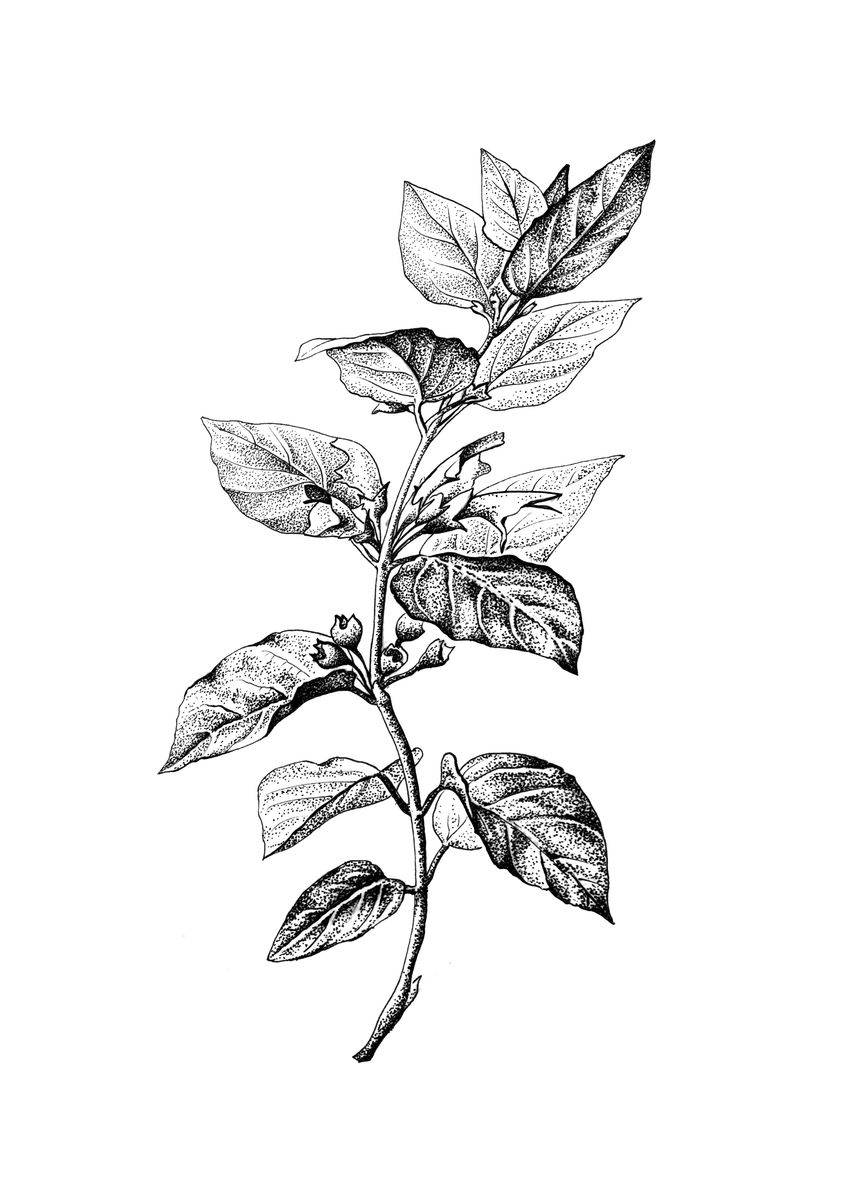 Tattoo uploaded by Jan Leidelmeyer • Another intricate botanical style ...