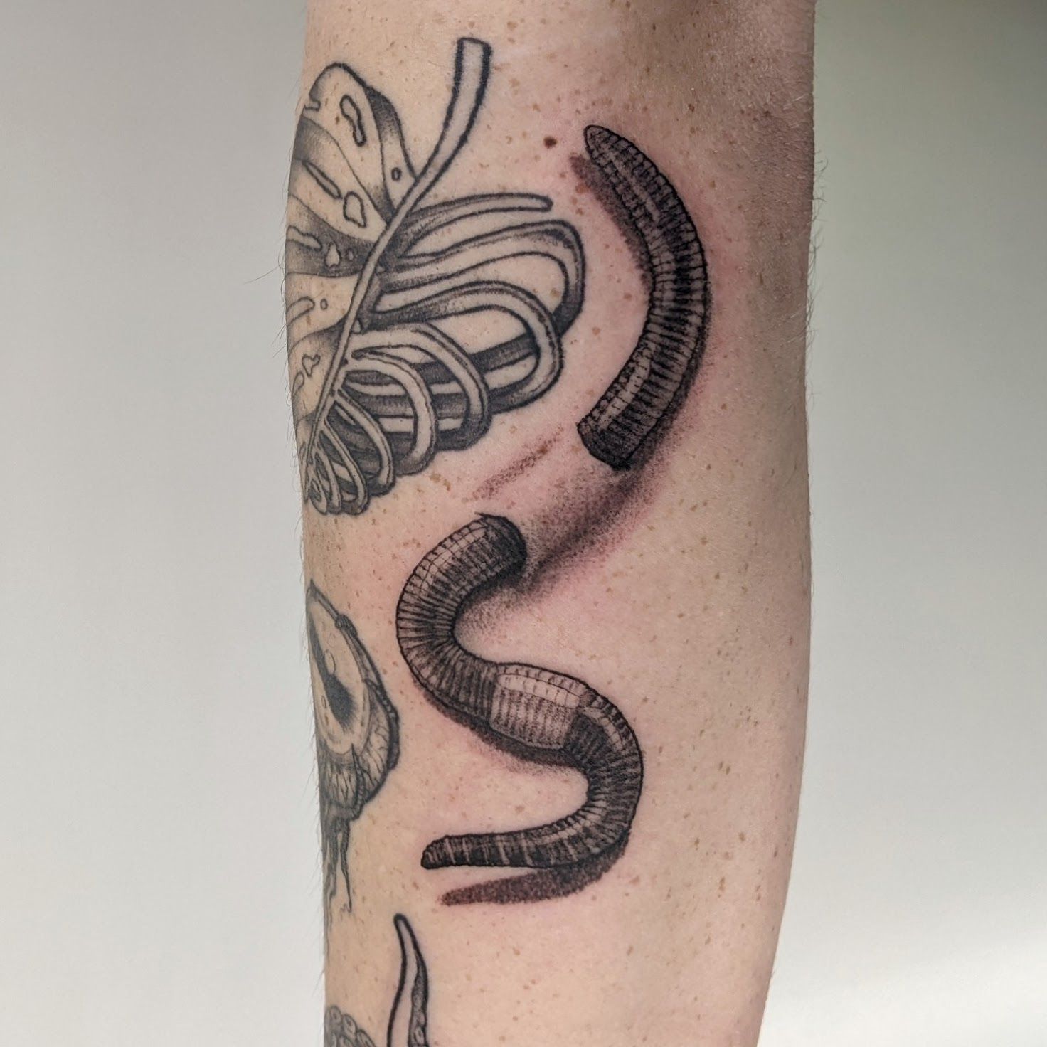 Illustrative Earthworm Tattoo by Alien Ink • Tattoodo
