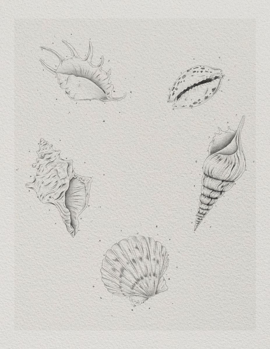 Tattoo uploaded by Jjay • Fine line sea shells • Tattoodo