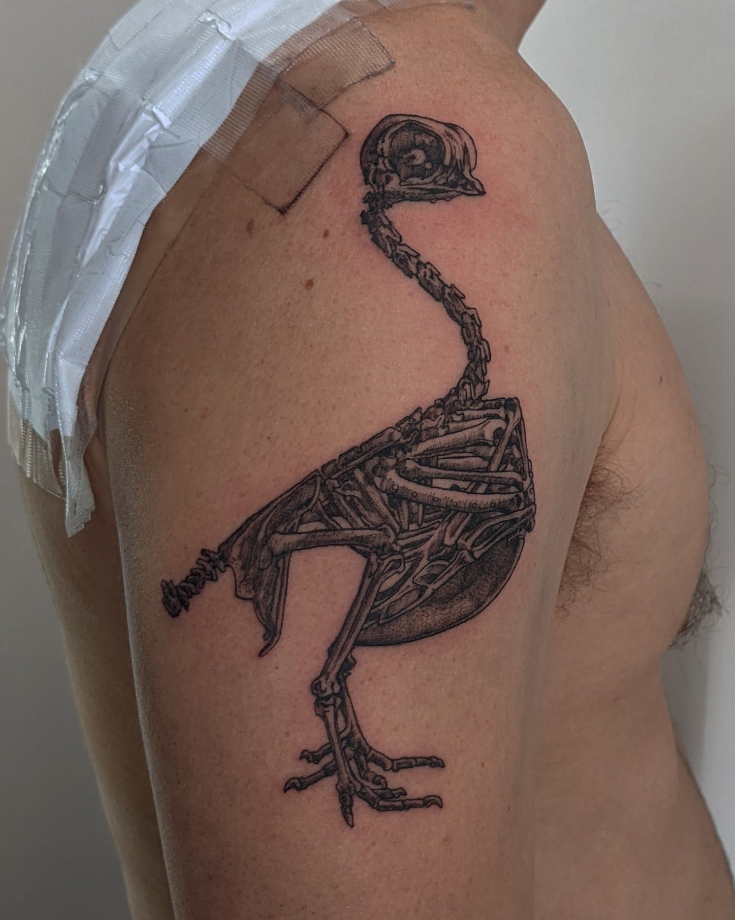 Bird Skeleton Dotwork Tattoo • Tattoodo