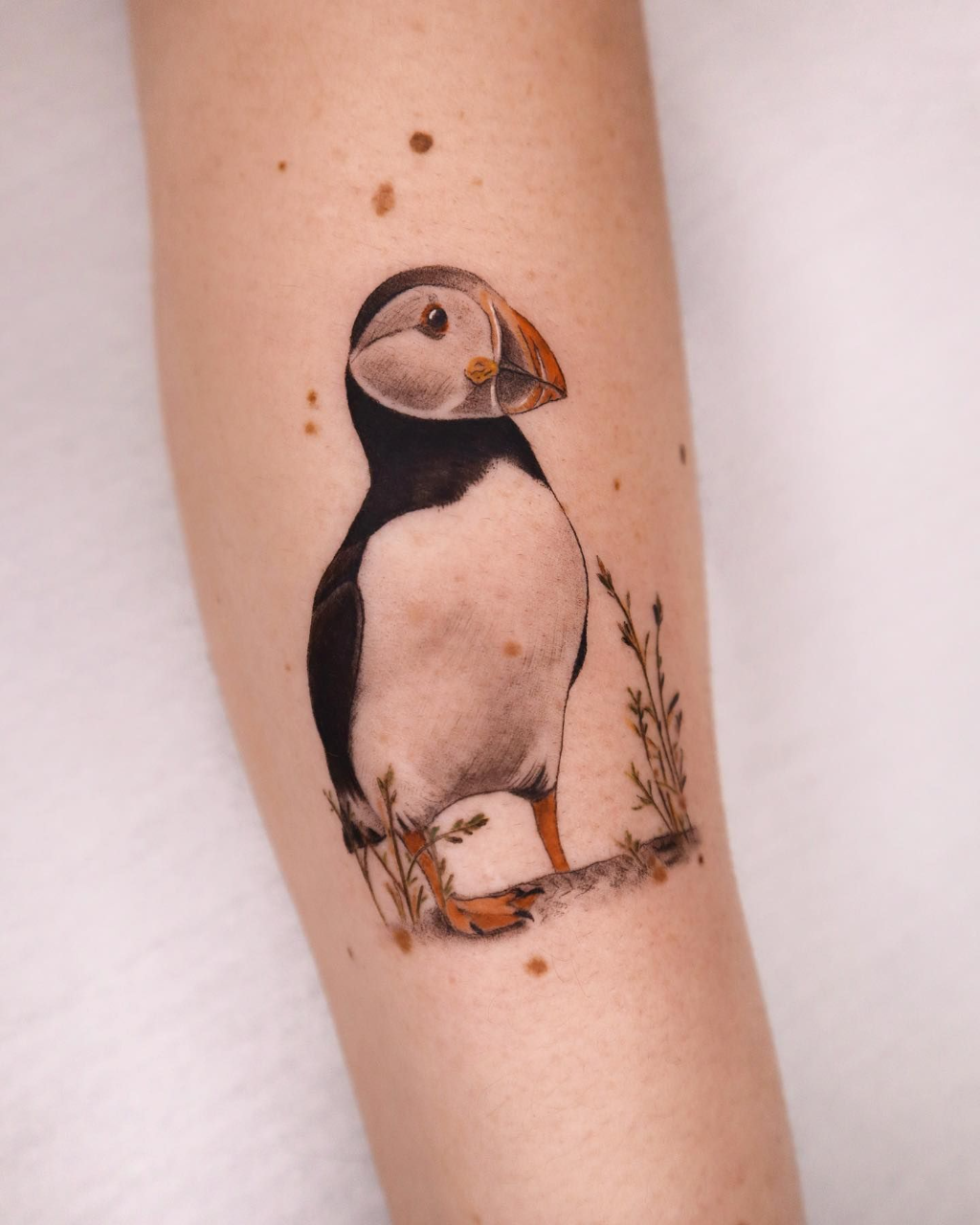 Atlantic Puffin Micro Realism Tattoo • Tattoodo