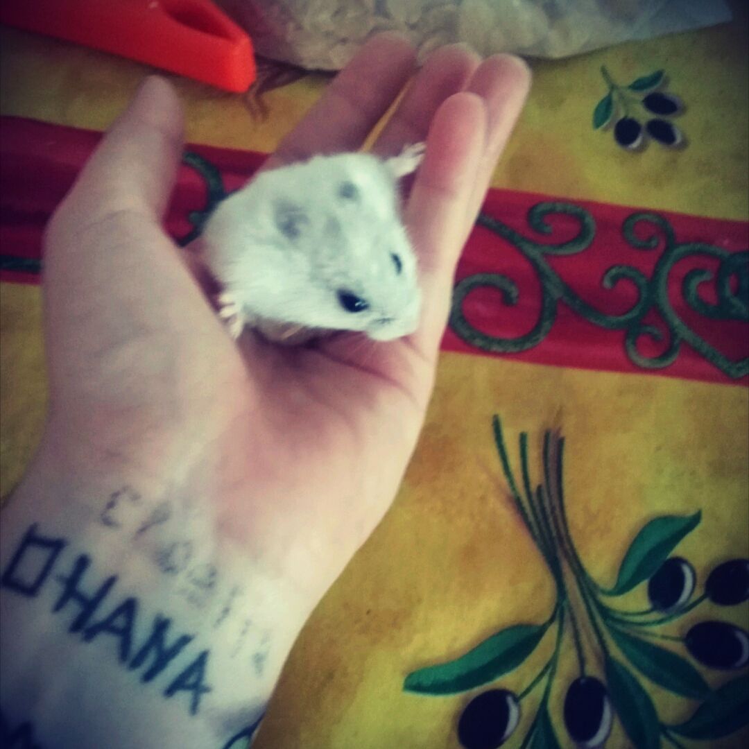 Tattoo uploaded by cicici • Tattoodo