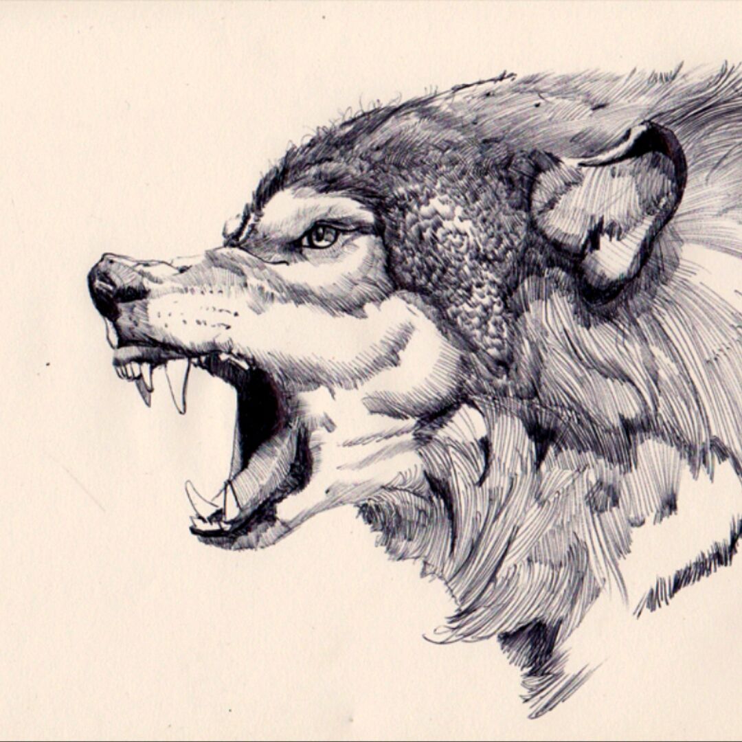 Wolf Snarling Side View Drawing