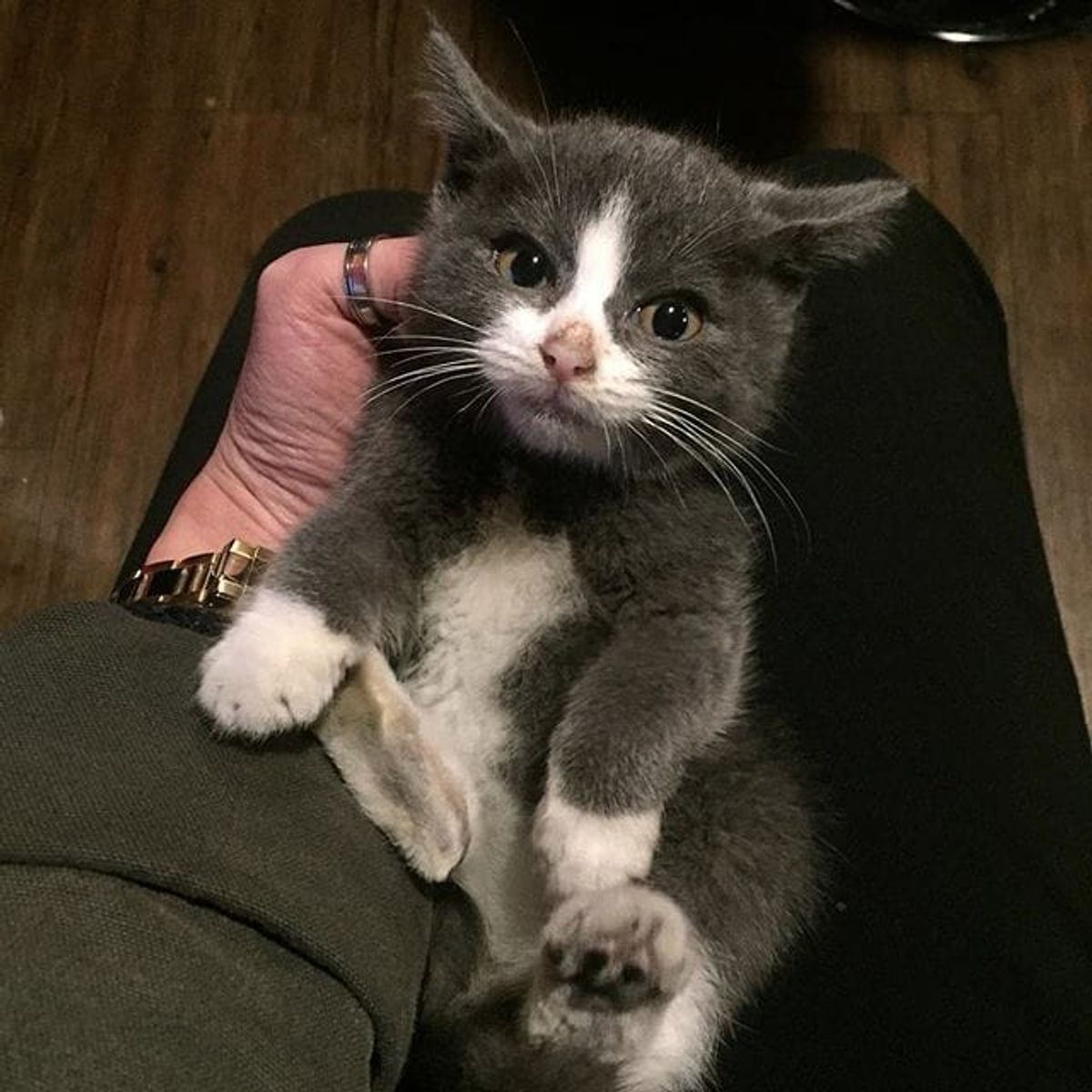 Tattoo uploaded by Xavier • Photo of an adorably nonchalant cat from ...
