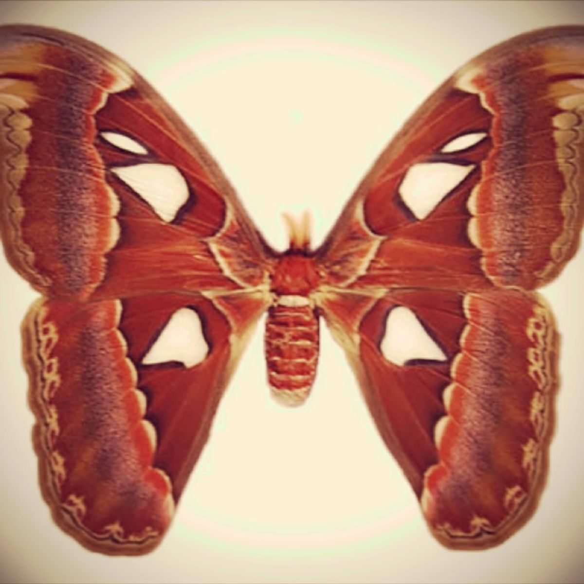 Tattoo uploaded by Gabriel Romero • Atlas moth to celebrate a year of ...