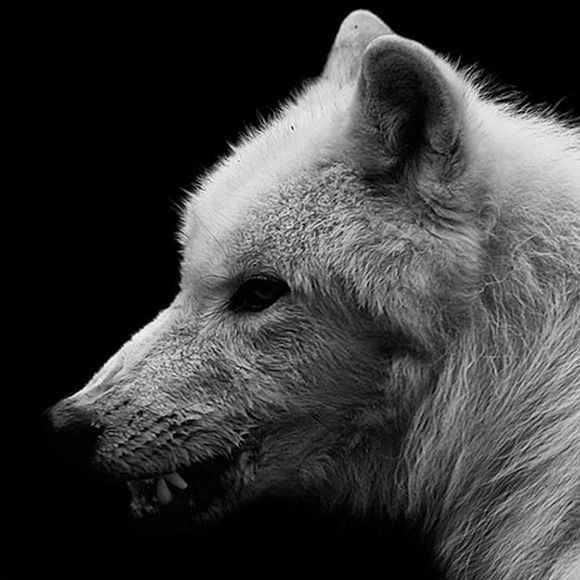 All Wolves No Sheep Tattoo Parlour • Tattoo Studio • Tattoodo