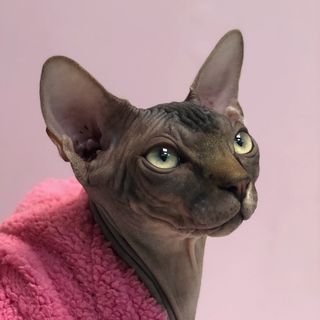 Julián Felipe SC • Tattoo Artist • Book Now • Tattoodo